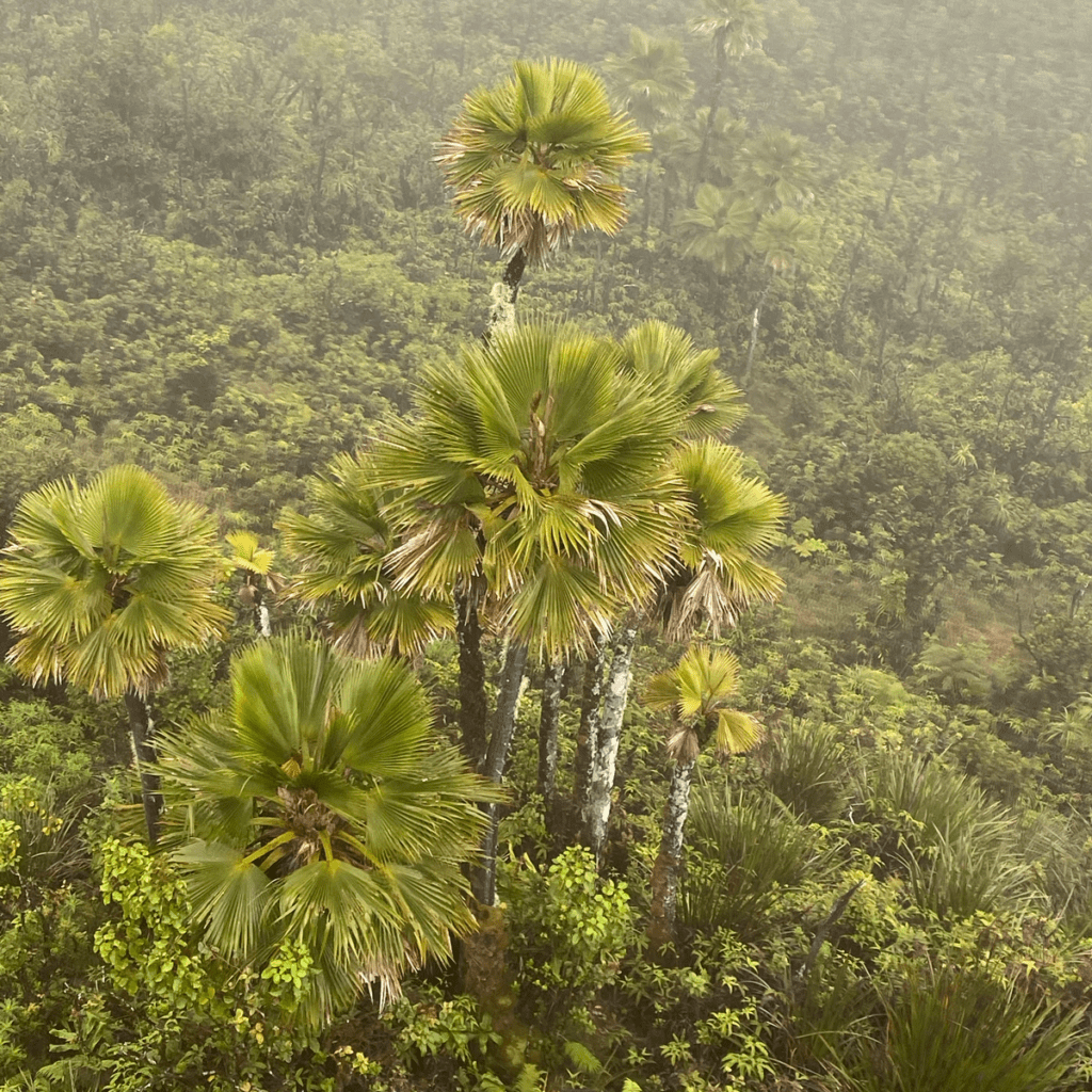 Photo Gallery: Into the World of One of Hawaiʻi's Rarest Palms ...