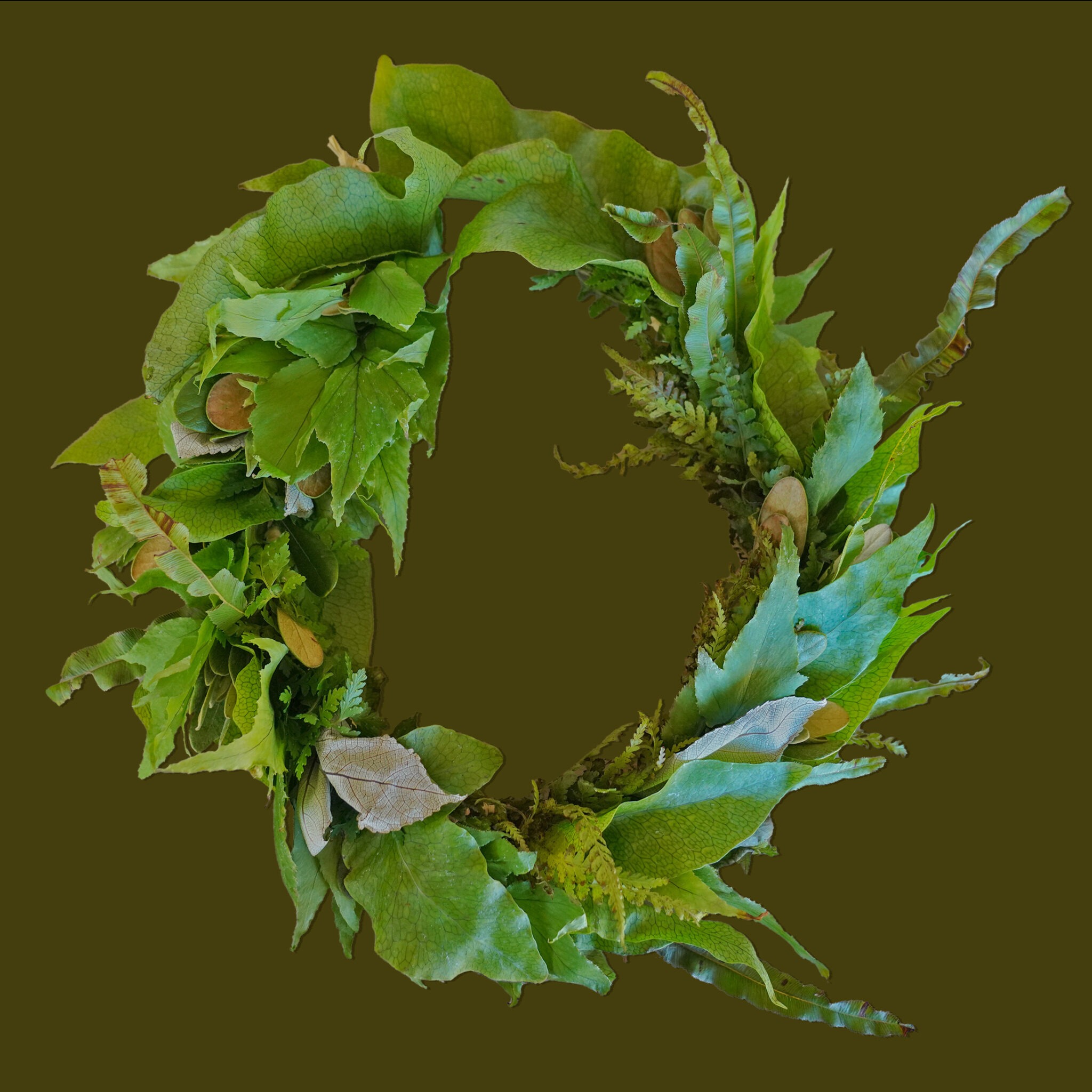 Grow Aloha: ʻIlima - National Tropical Botanical Garden