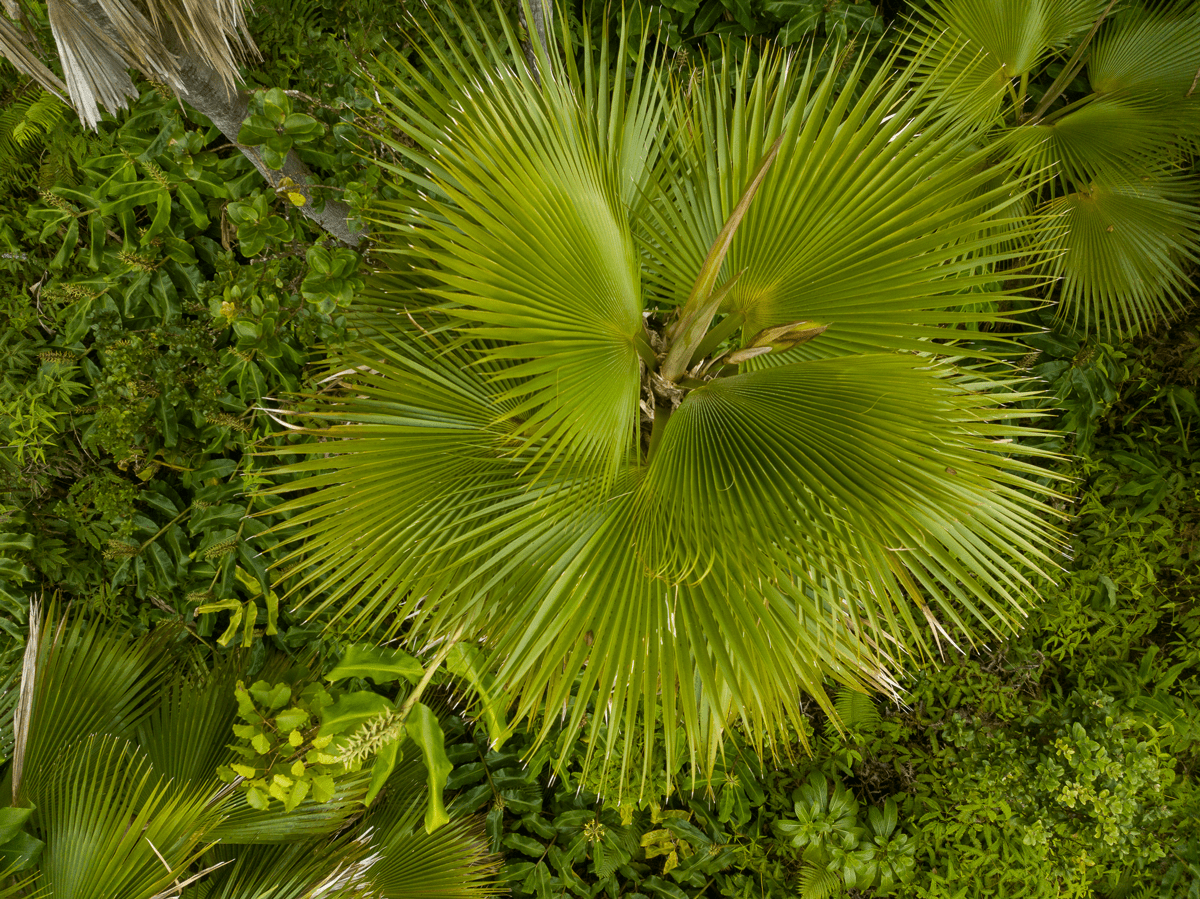 Photo Gallery: Into the World of One of Hawaiʻi's Rarest Palms ...