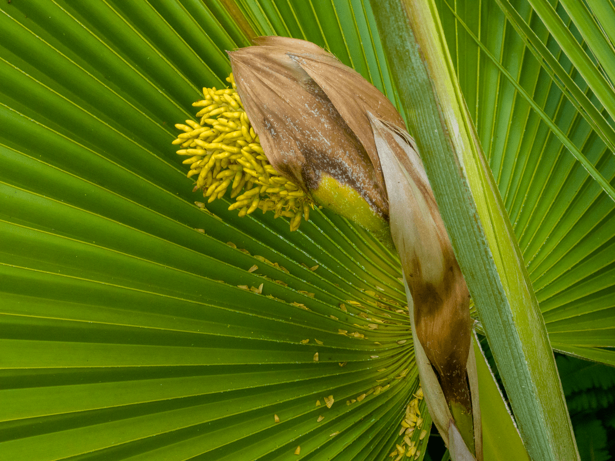 Photo Gallery: Into the World of One of Hawaiʻi's Rarest Palms ...