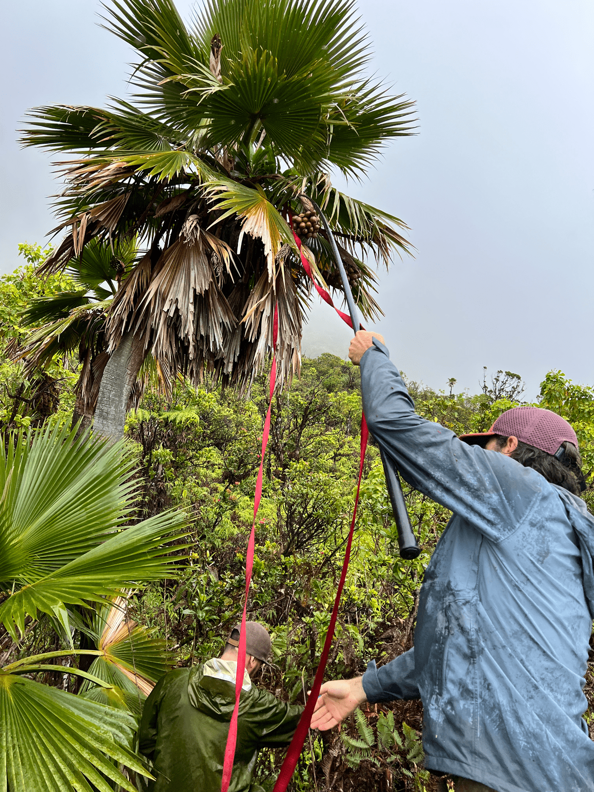 Photo Gallery: Into the World of One of Hawaiʻi's Rarest Palms ...
