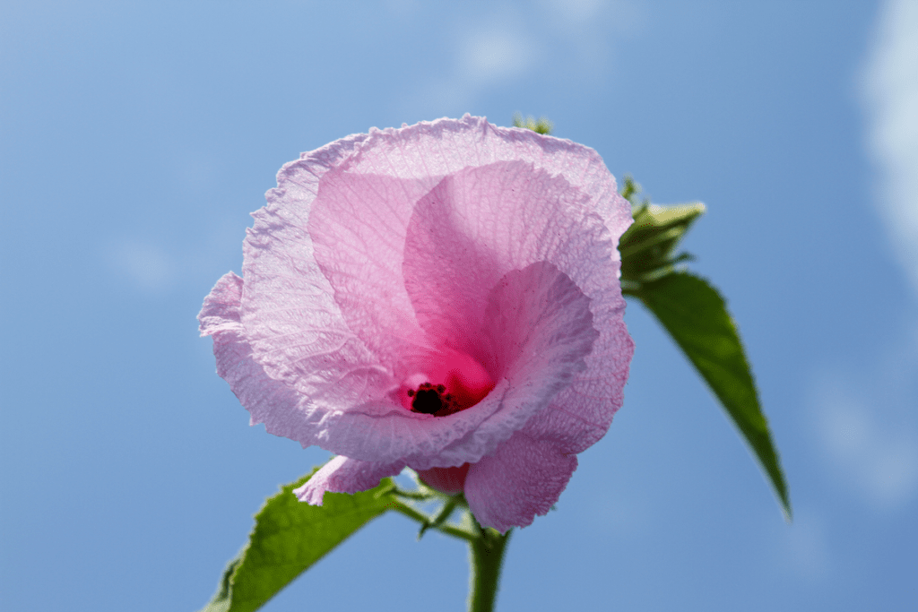 Grow Aloha: Native Hawaiian hibiscuses - National Tropical Botanical Garden