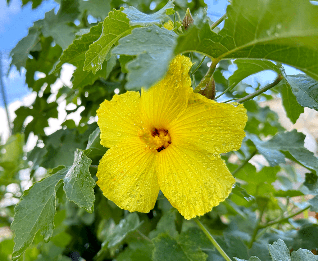 Grow Aloha: Native Hawaiian hibiscuses - National Tropical Botanical Garden