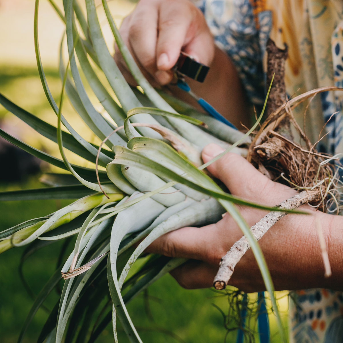 Bromeliad Conservation and Education at The Kampong: Protecting Our ...