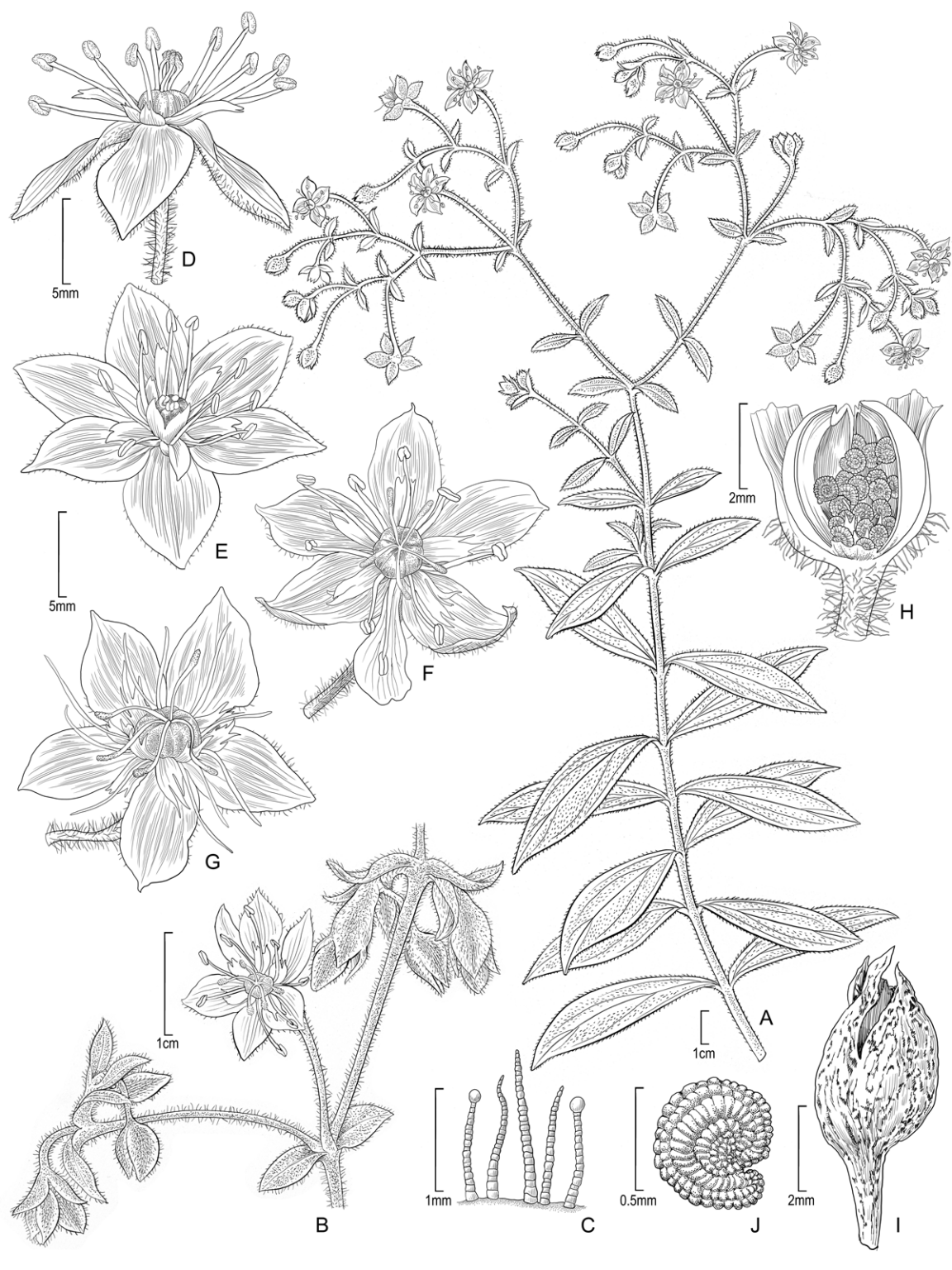 In a first, scientists use drones to discover rare Hawaiian plants ...