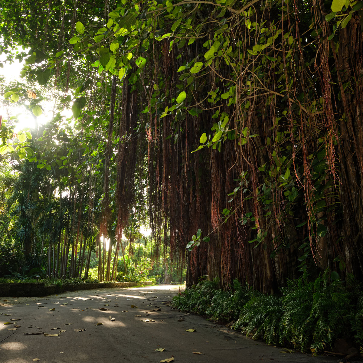 Photo Gallery: Inspiring Places of The Kampong - National Tropical ...