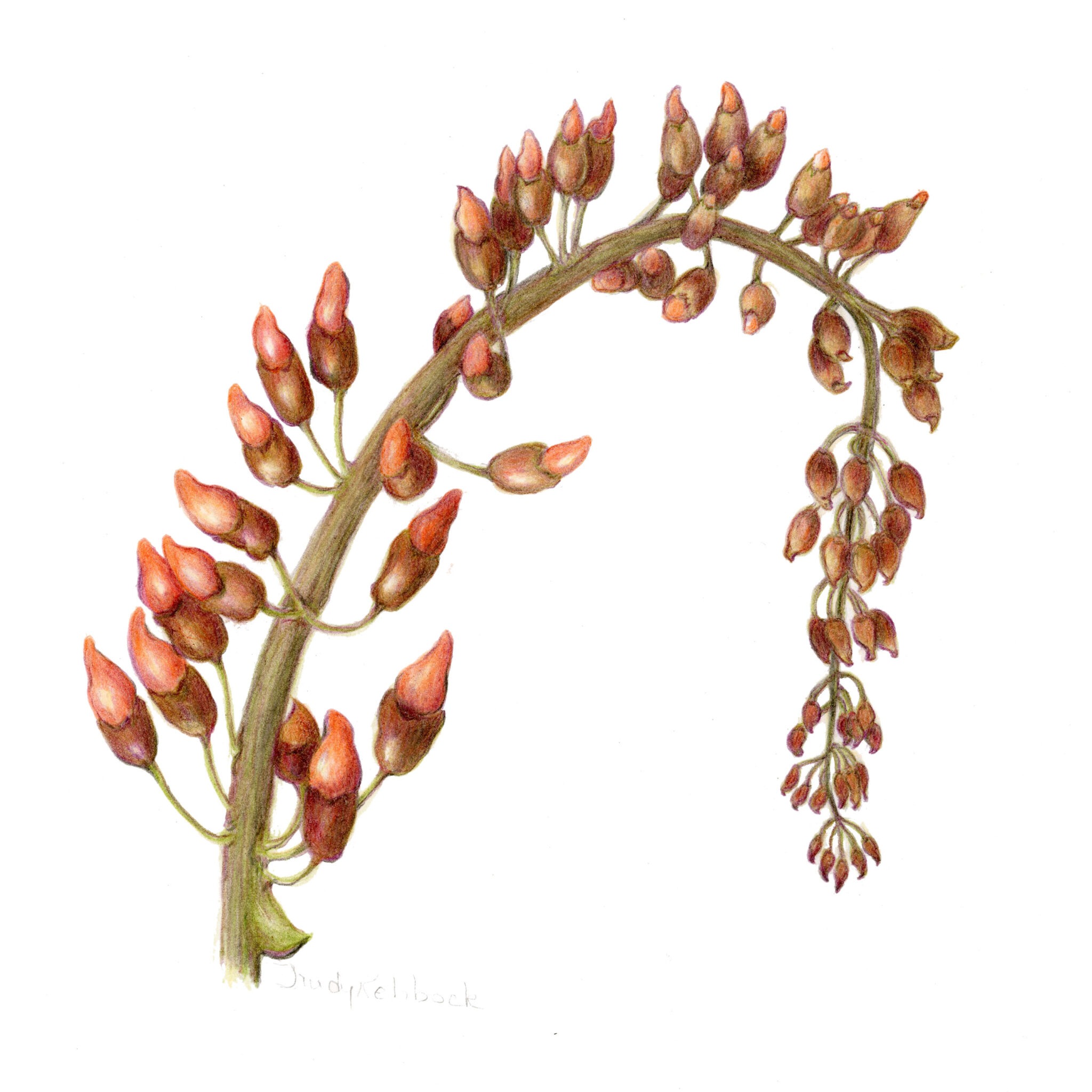 Botanical Illustrations Explore Coral Trees from Around the World ...