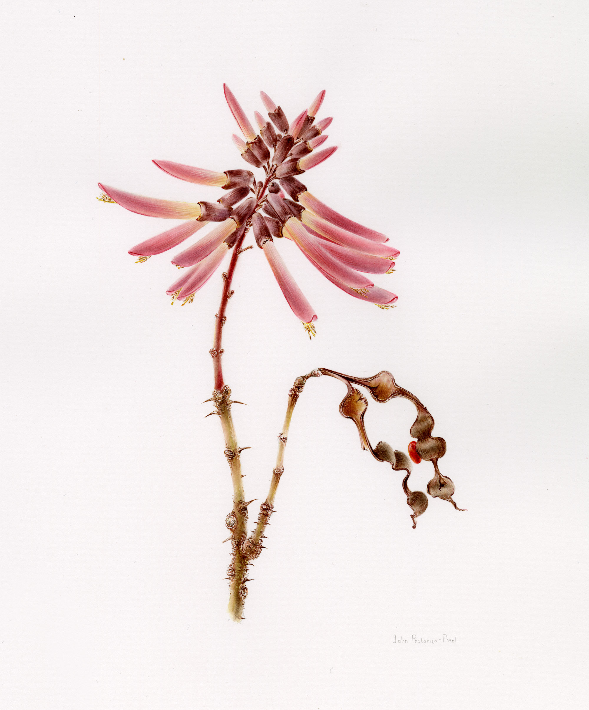 Botanical Illustrations Explore Coral Trees from Around the World ...