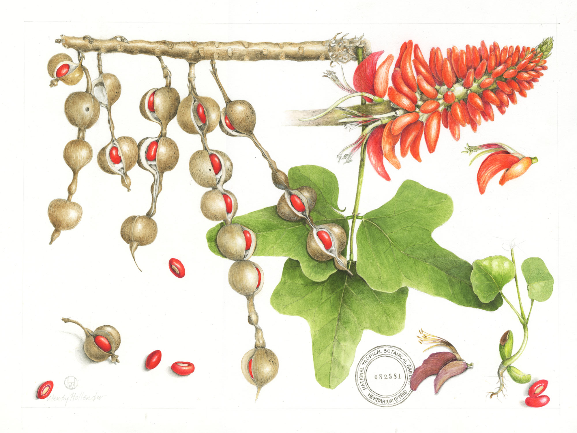 Botanical Illustrations Explore Coral Trees from Around the World ...
