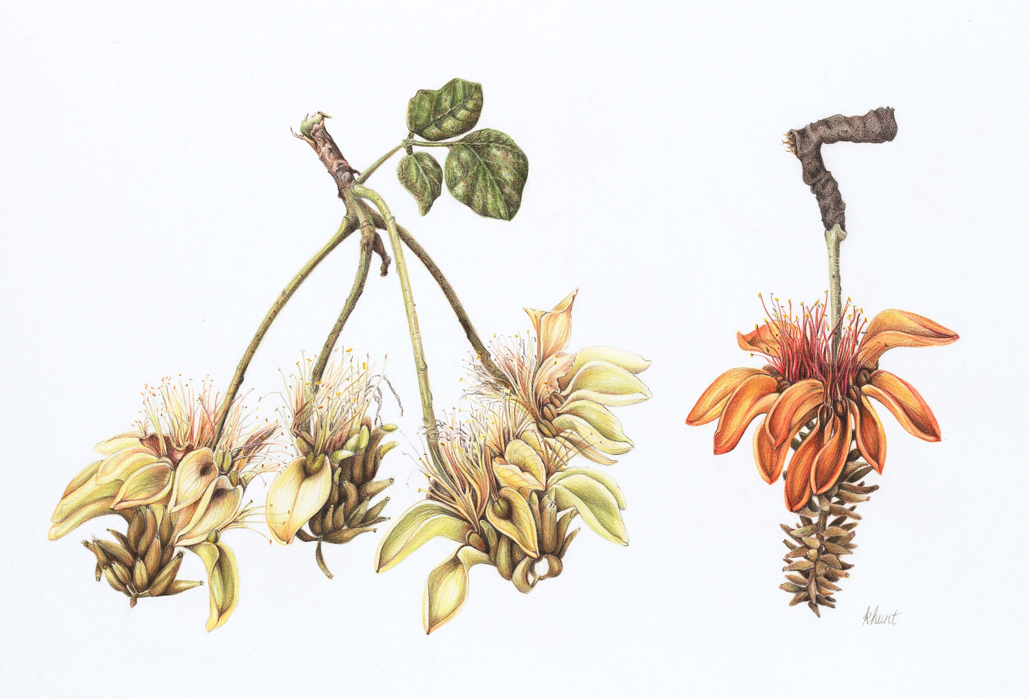 Botanical Illustrations Explore Coral Trees from Around the World ...