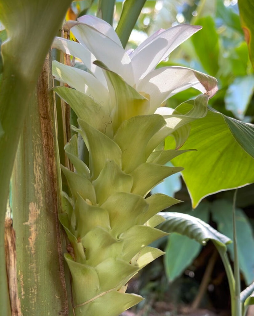 Rooted on the Runway — Rocket Ahuna's LIMAHULI collection - National ...