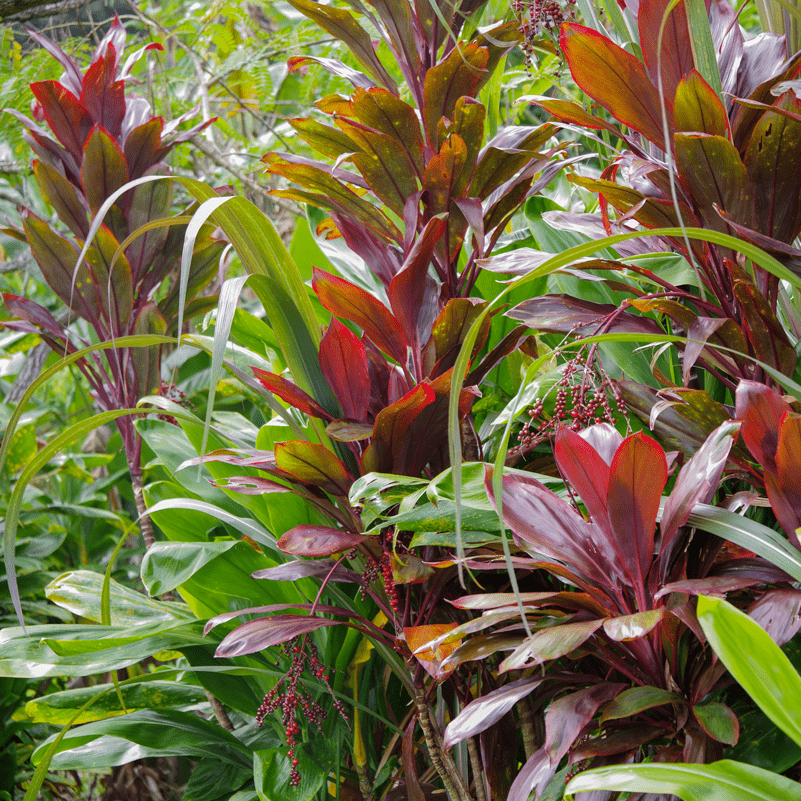 Photo Gallery: Our Favorite Lei Plants Growing in ROBA - National ...