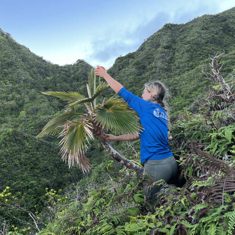 Protecting Hawaiʻi's only native palm from a new threat - National ...