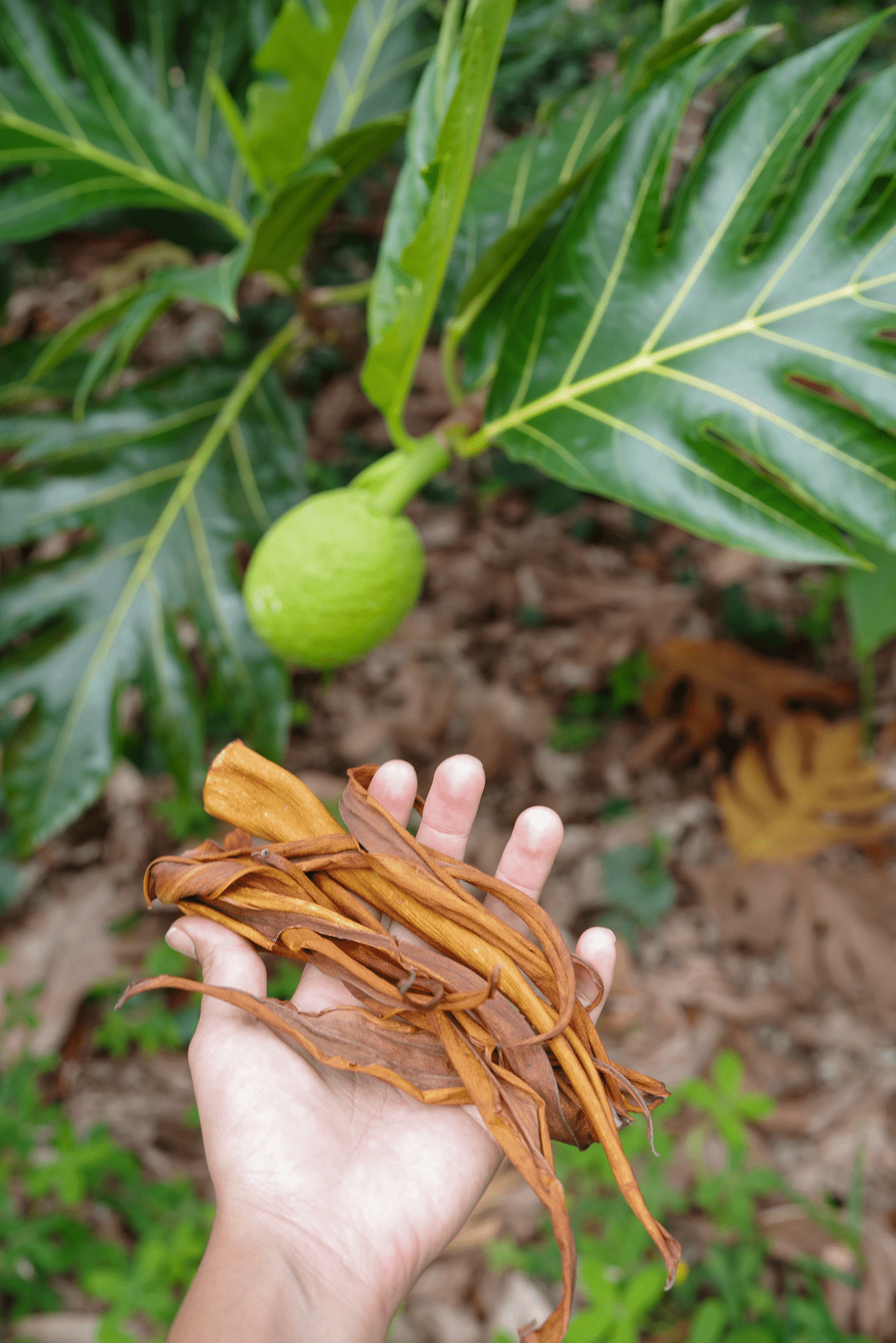 Stories | National Tropical Botanical Garden
