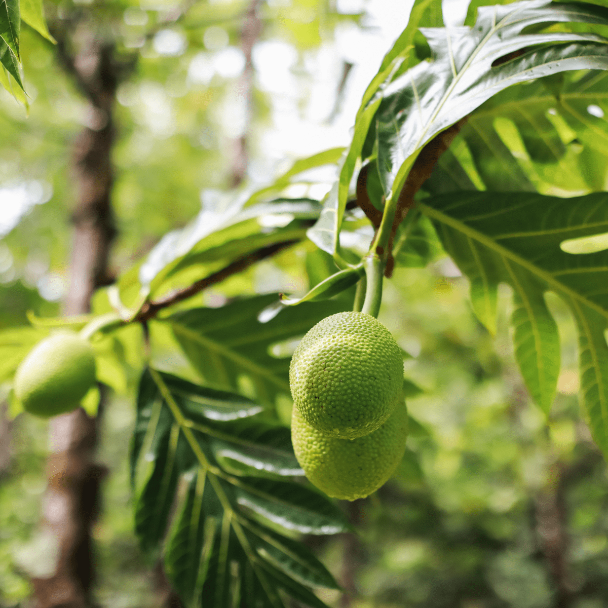 Hand in Hand with Breadfruit - National Tropical Botanical Garden