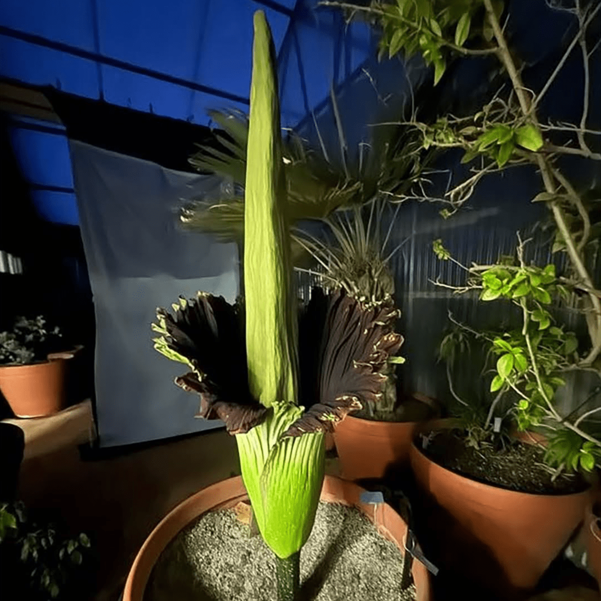 Pua Pilo Wows—And Makes a Hopeful Match - National Tropical Botanical ...