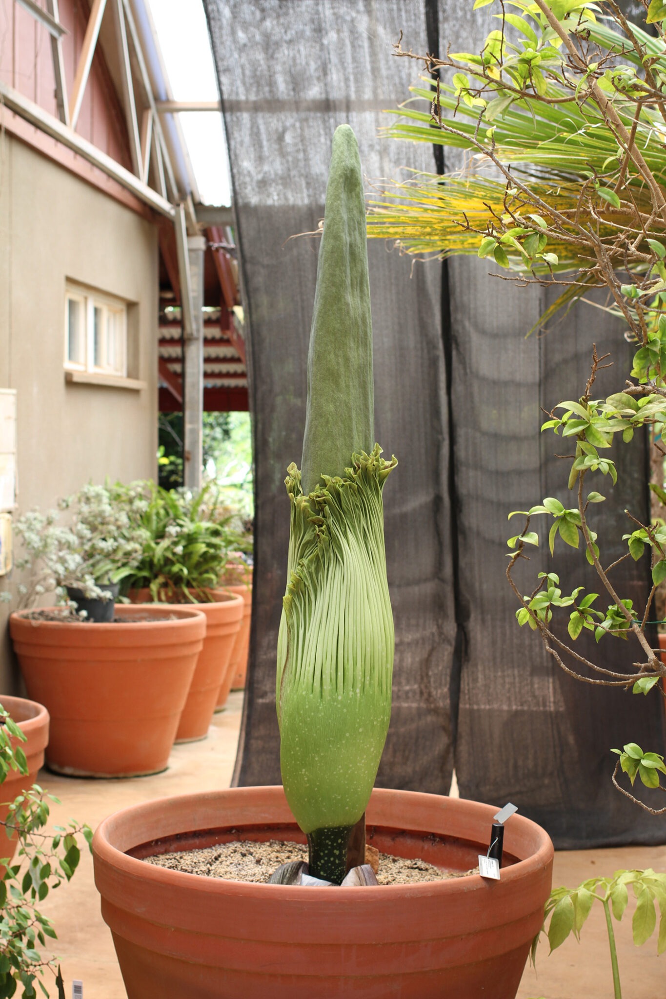 Corpse Flower Blooming - National Tropical Botanical Garden