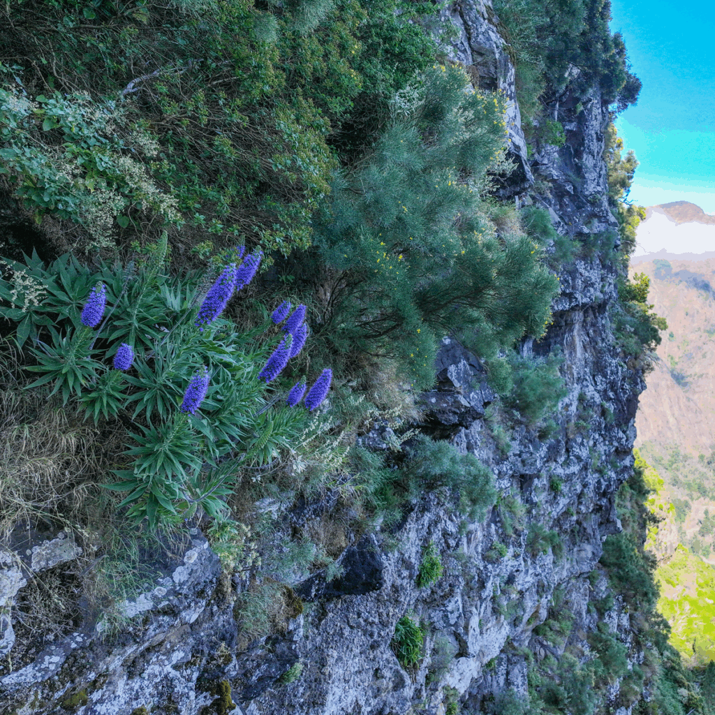 NTBG takes drone conservation to Madeira Island - National Tropical ...